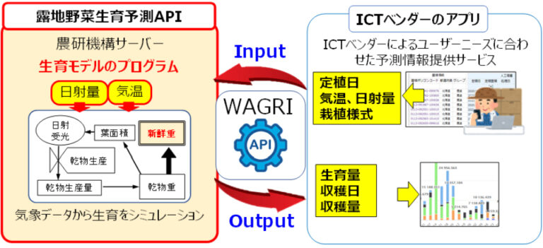 「露地野菜生育予測 API 」開発者インタビュー | WAGRI